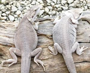 Farbbartagame: Über die Arten und ihre Erkennungsmerkmale