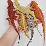 Die 8 Bartagame Arten auf einen Blick: Aussehen, Zucht & Haltung