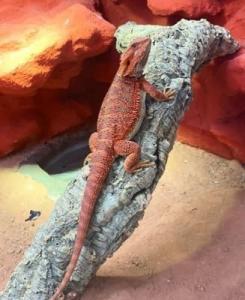 Alle Informationen zu Lebensraum & Lebensweise von Bartagamen