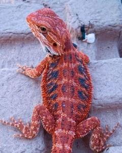 Farbbartagame: Über die Arten und ihre Erkennungsmerkmale