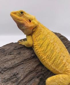 Farbbartagame: Über die Arten und ihre Erkennungsmerkmale