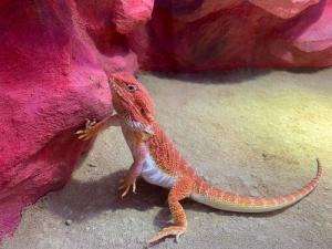 Über die artgerechte Haltung eines Bartagamen im Terrarium