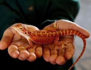 Die 8 Bartagame Arten auf einen Blick: Aussehen, Zucht & Haltung