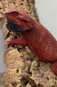 Über die artgerechte Haltung eines Bartagamen im Terrarium