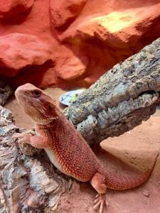 Alle Informationen zu Lebensraum & Lebensweise von Bartagamen