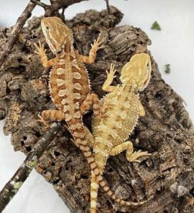 Die 8 Bartagame Arten auf einen Blick: Aussehen, Zucht & Haltung