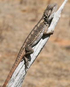 Die 8 Bartagame Arten auf einen Blick: Aussehen, Zucht & Haltung